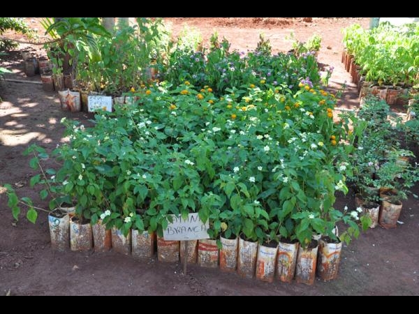 Viveiro de mudas da prefeitura tem mais de 15 mil mudas para doação ...